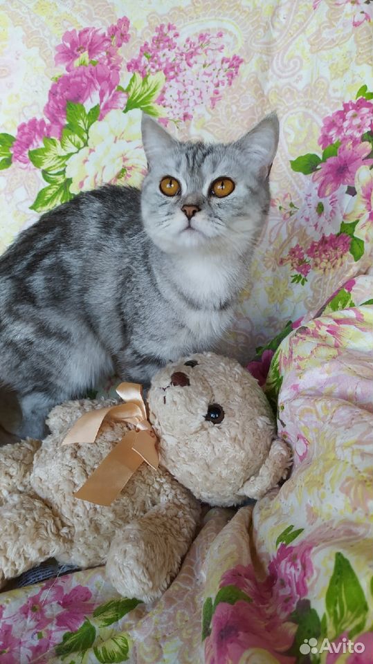 Коша. Невероятно красивая кошка в добрые руки