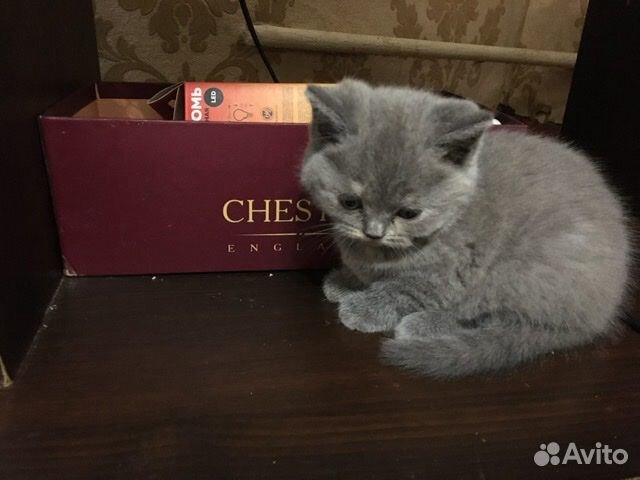 Котята британцы