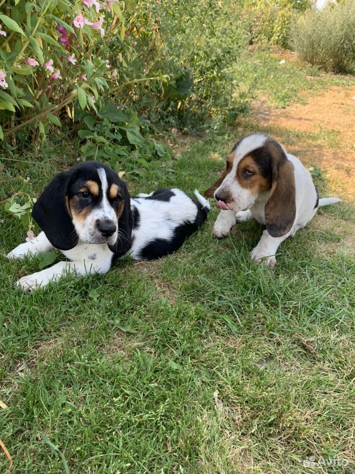 Щенки Бассет-хаунд