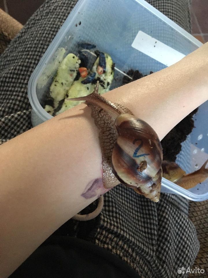 Улитки Ахатины 3 штуки