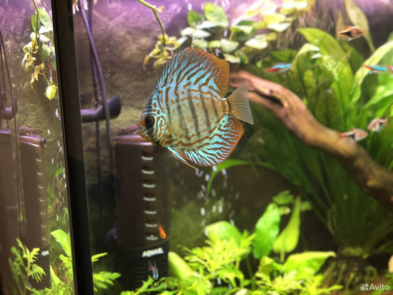 Дискус туркис