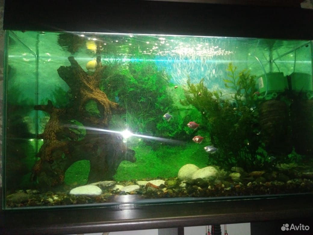 Аквариум
