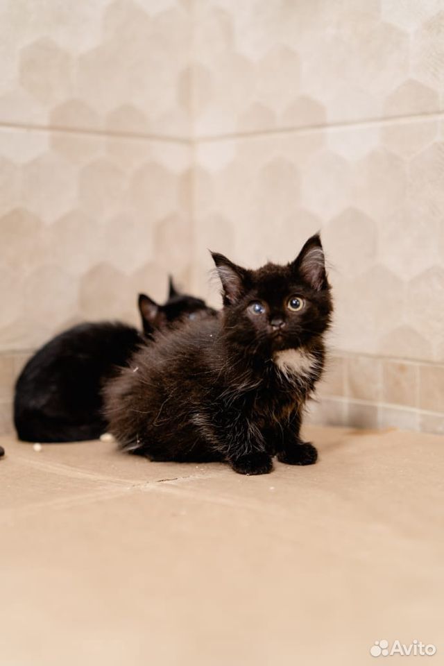 Котенок мальчик