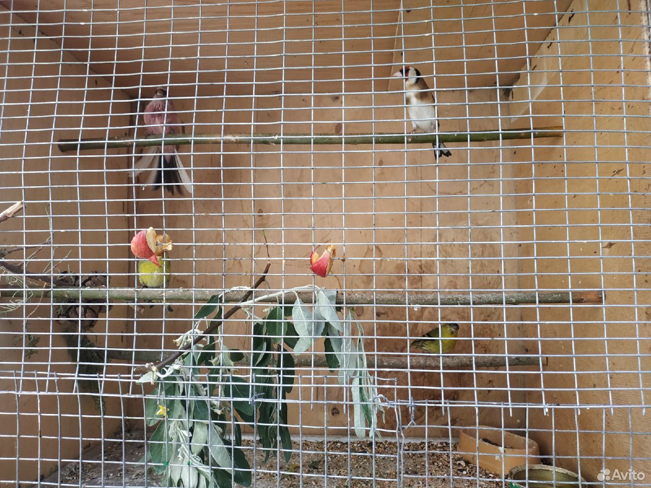 Продаю певчих птиц