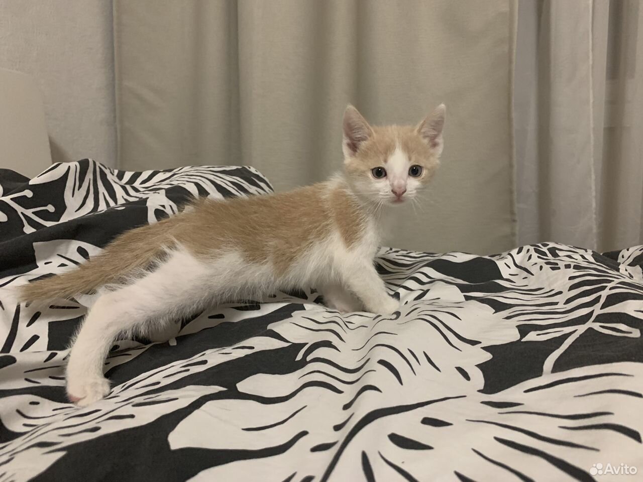 Котёнок персиковый, рыжий