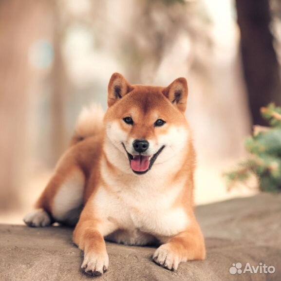 Вязка кобель сиба ину