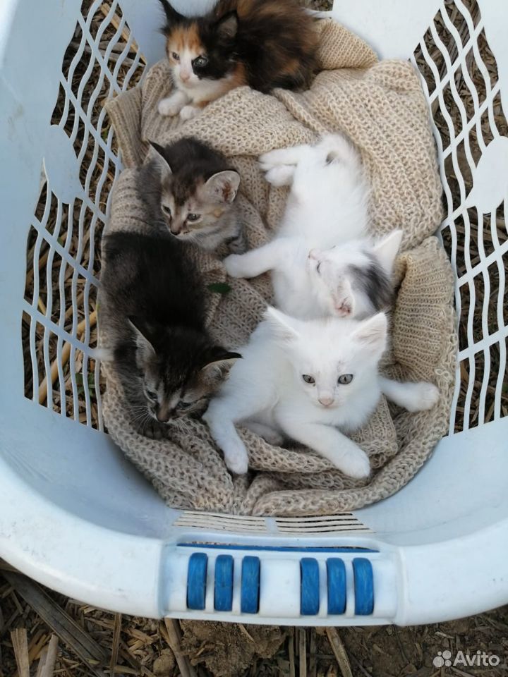 Кошка