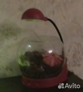 Аквариум для петушка