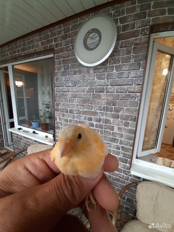 Продам птенца канарейки без определения пола