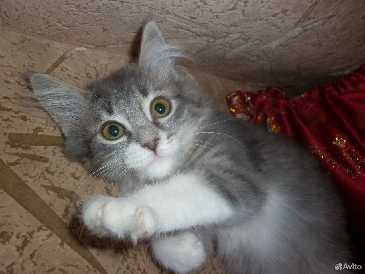 Кошечка милашка в добрые руки