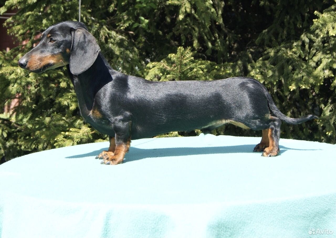 Кобель для вязки. Кролик. Такса