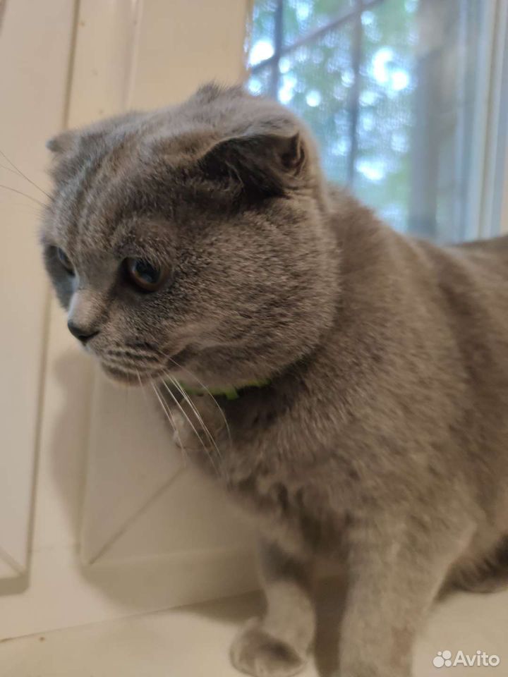 Кошка Тоша ждёт кота для романтики