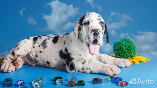 Немецкий Дог и Бордоский Дог из питомника