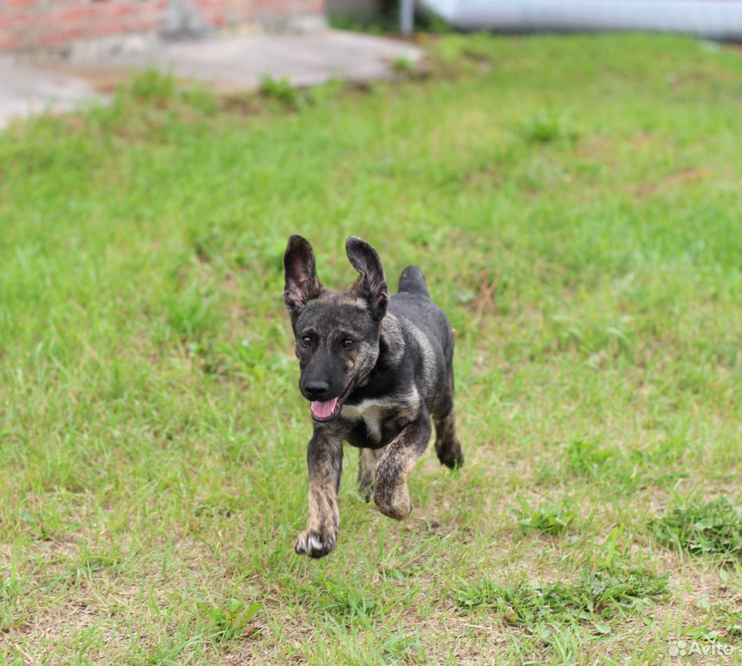 Щенок Тайсон-любовь и преданность, в дар