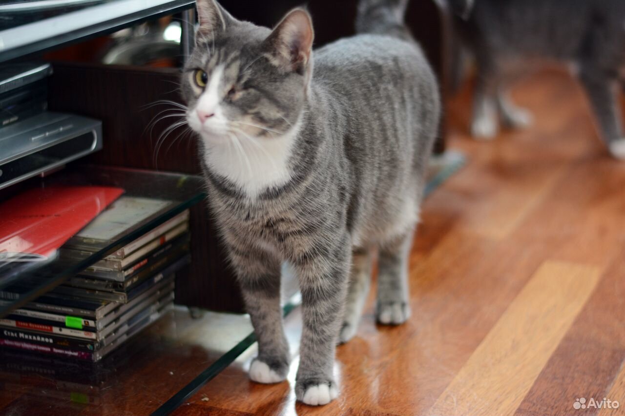 Джони,особенная киса,8 мес