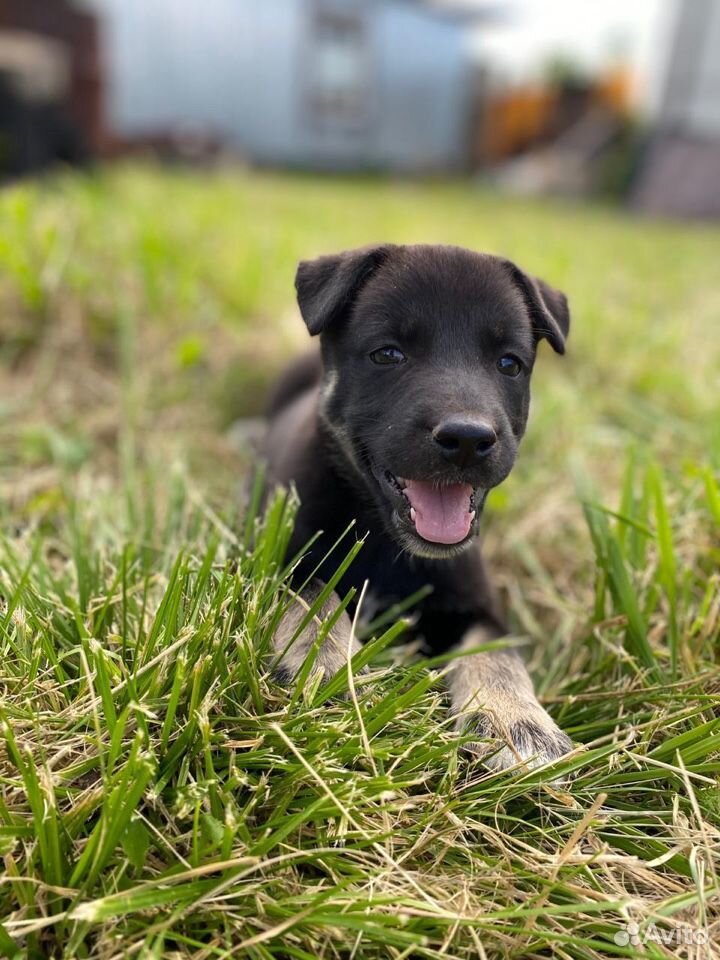 Щенок в заботливые руки