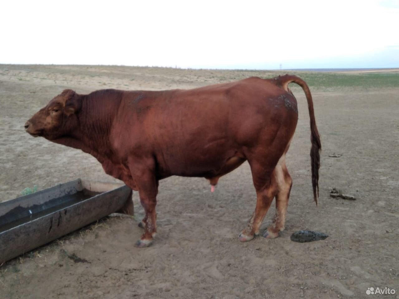 Бык Лимузинской породы