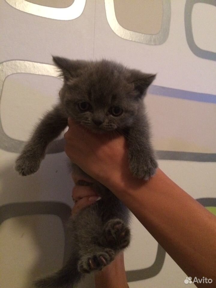 Экзотик с британкой