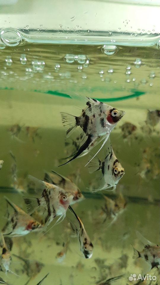 Скалярии кои