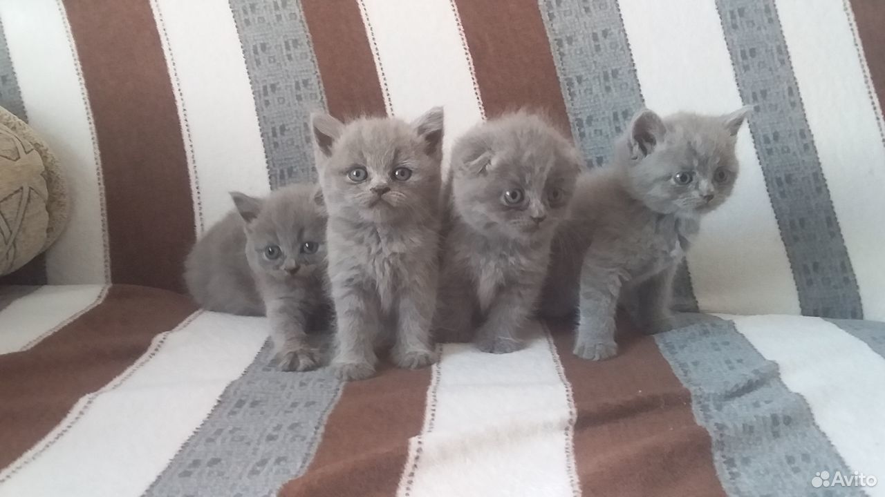 Британские котята