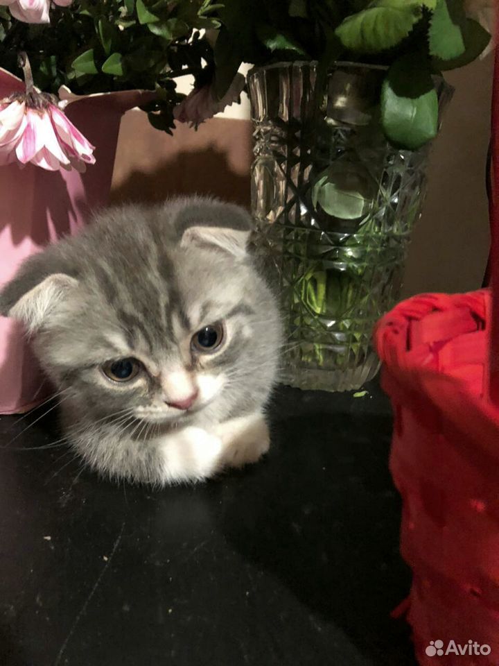 Британская