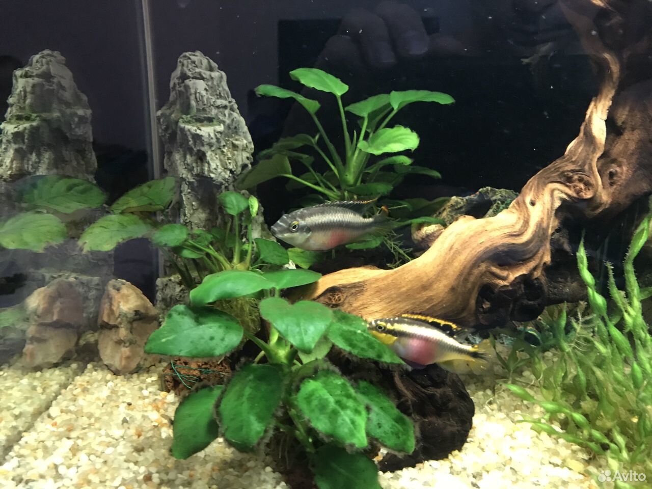 Пельматохромис пульхер (попугайчик)