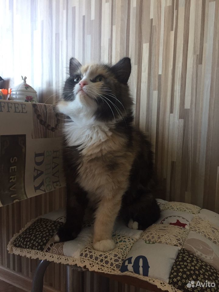 Кошка Невеста ищет жениха