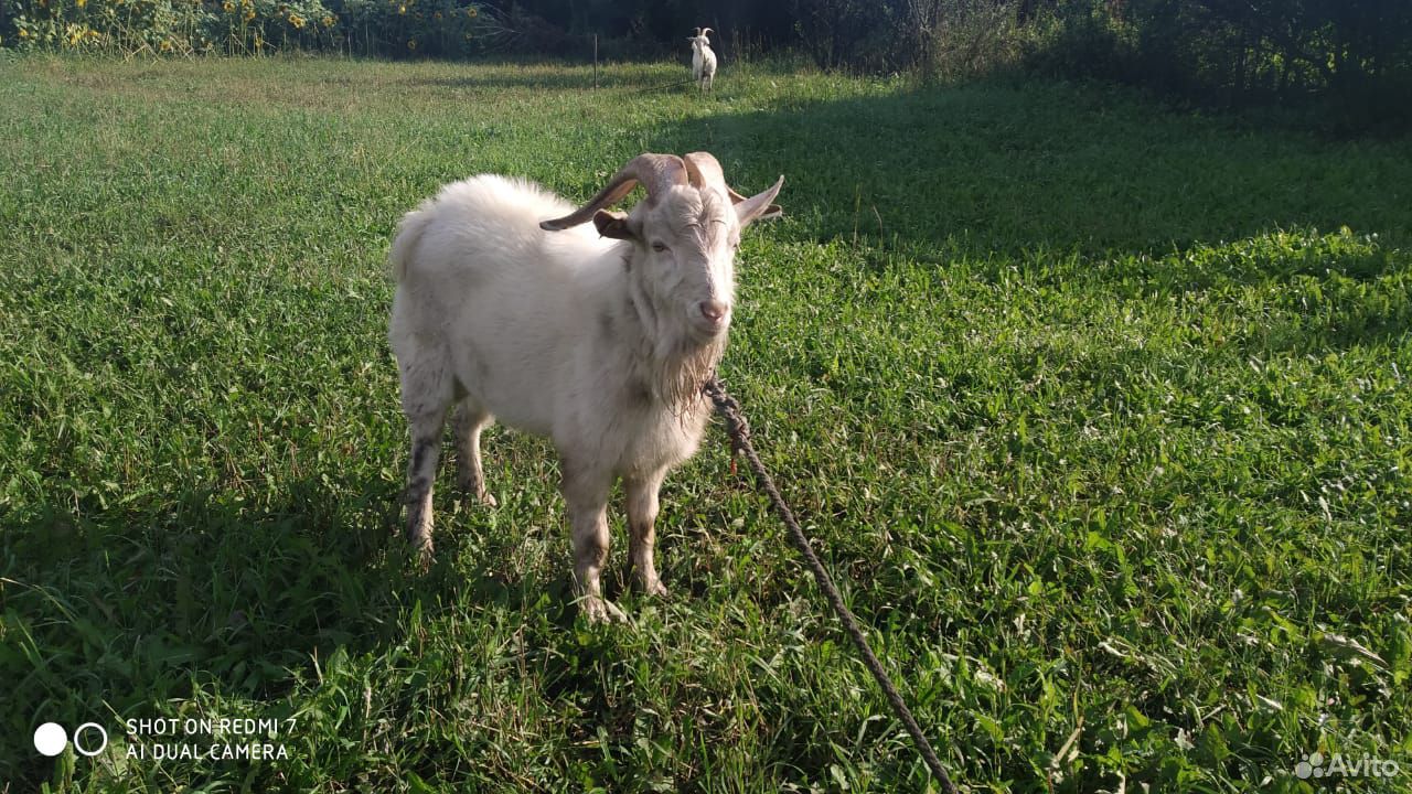 Козёл осеменитель