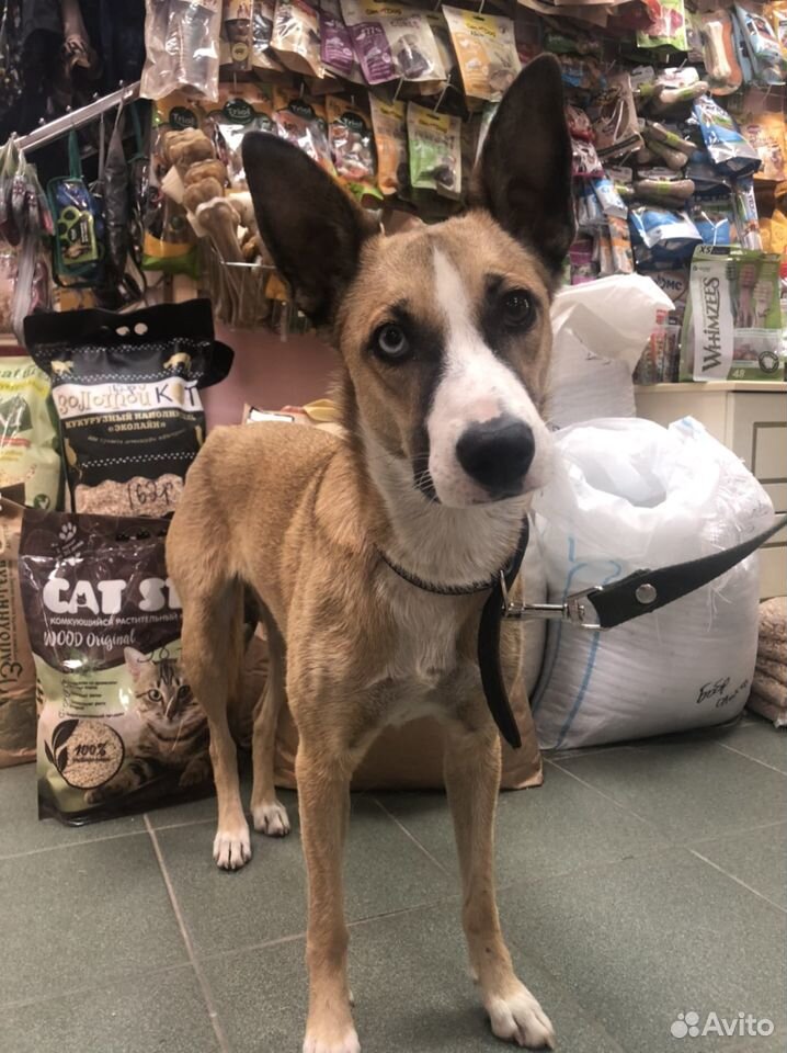 Разноглазая собака 1.5 года, стерилизованна