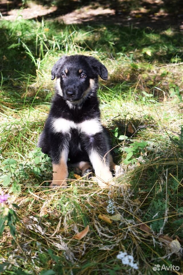 Щенок Каспер 3 мес ищет дом