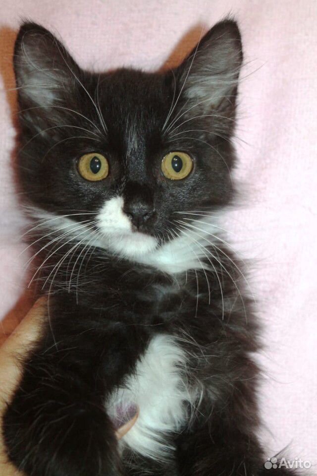 Озорной муркиз