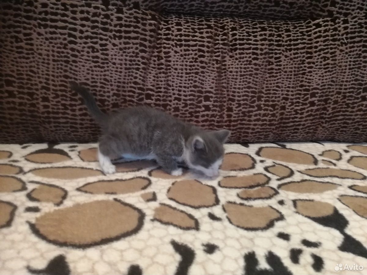 Кошка