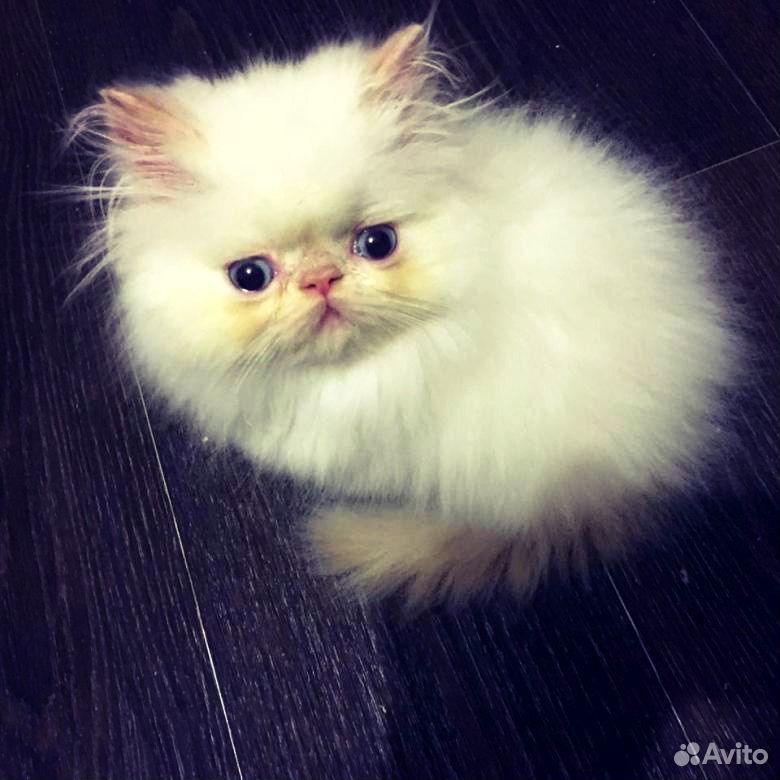 Персидский котенок
