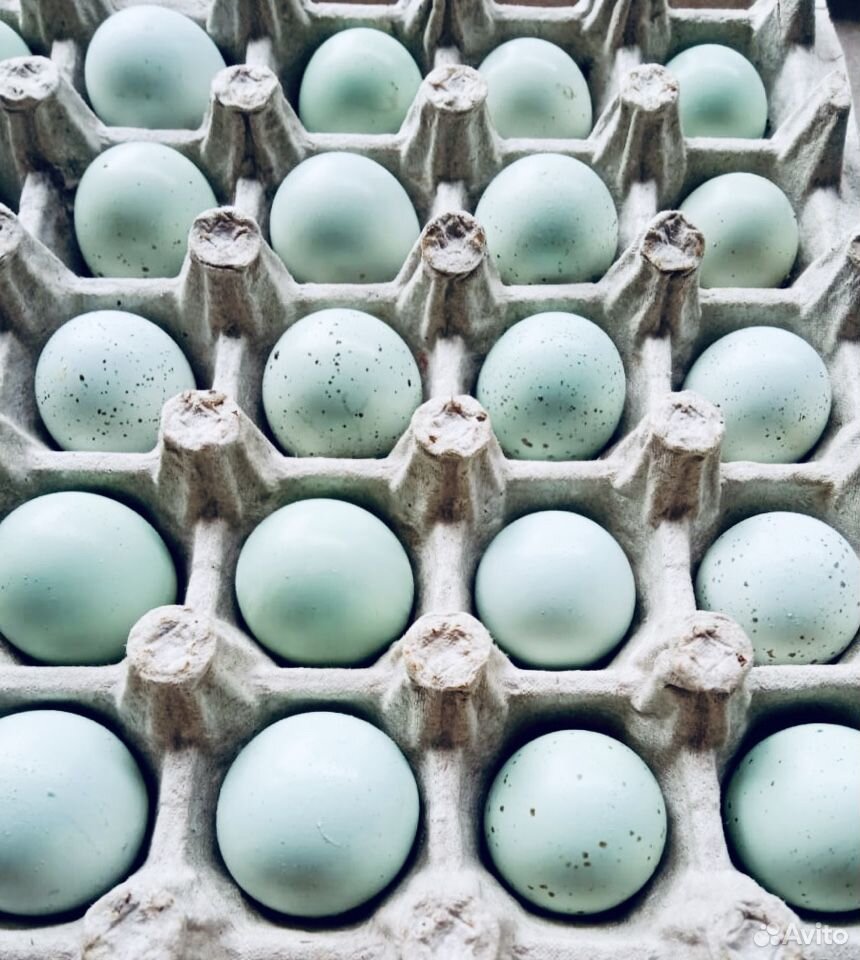 Яйцо инкубационное Селадон (Целадон)