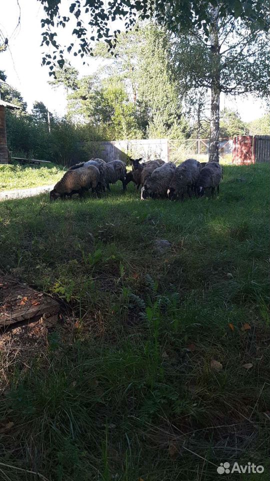 Бараны овцы