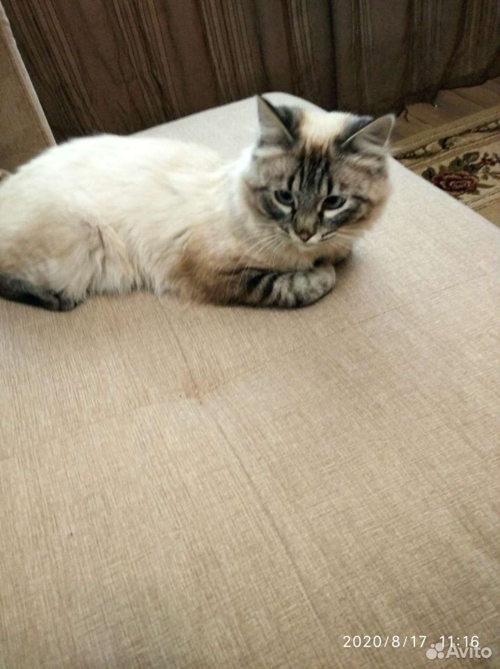 Кот