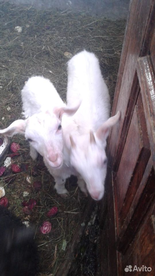 С/х животные