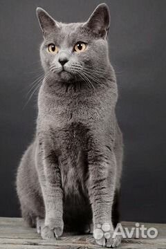 Красавец кот в добрые руки