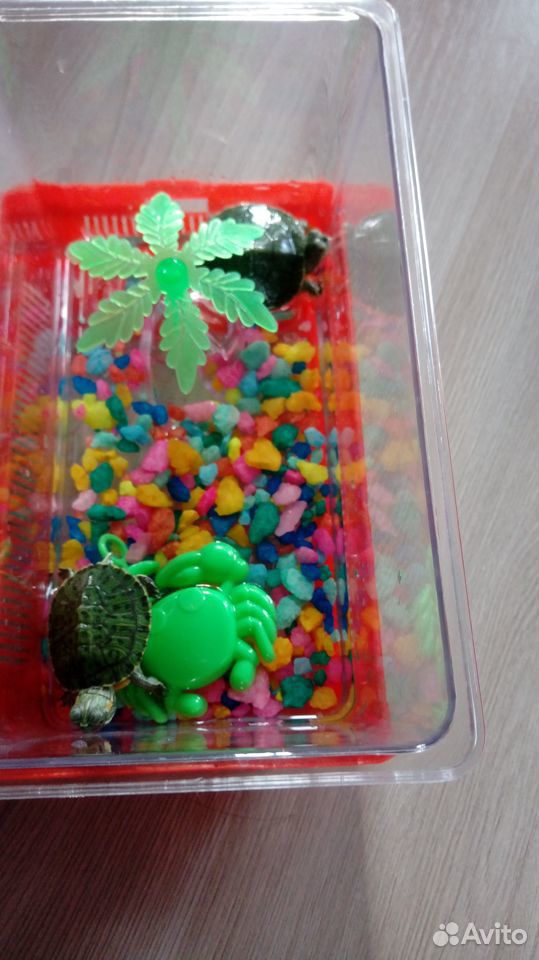 Черепашки бесплатно