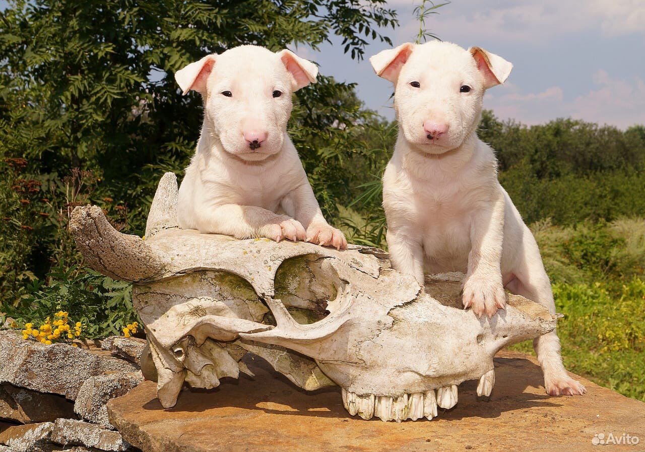 Бультерьер стандартный.Парни