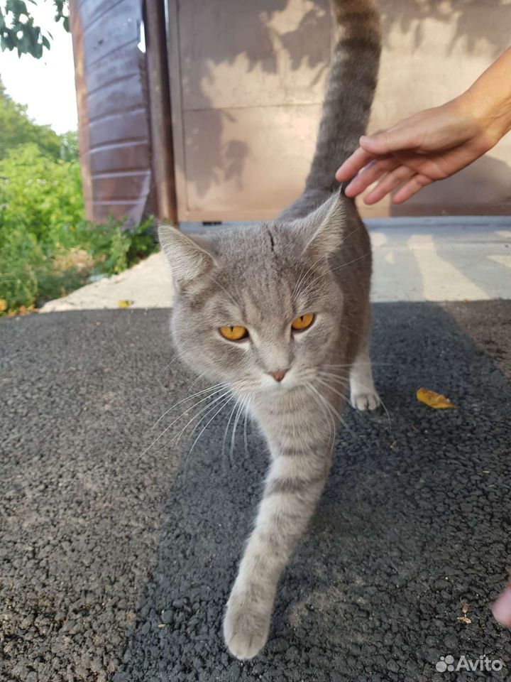 Британский кот