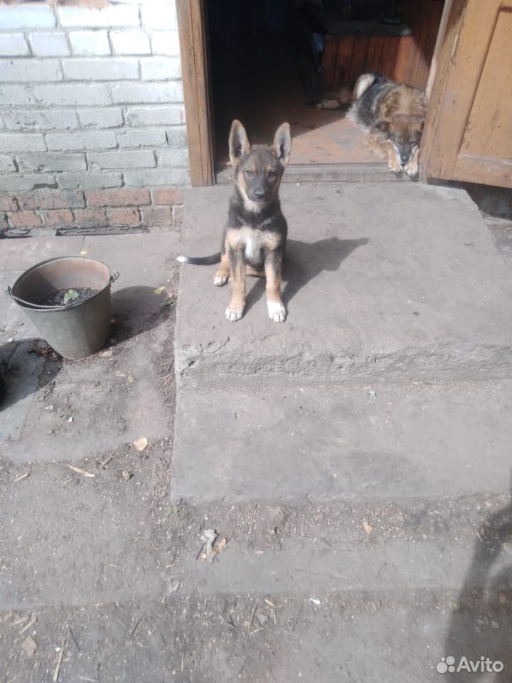 Щенок девочка 2 месяца