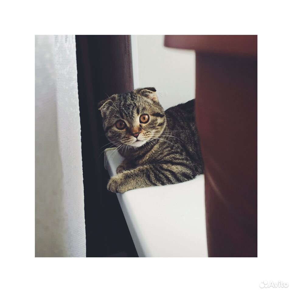Ищет дом замечательная кошка