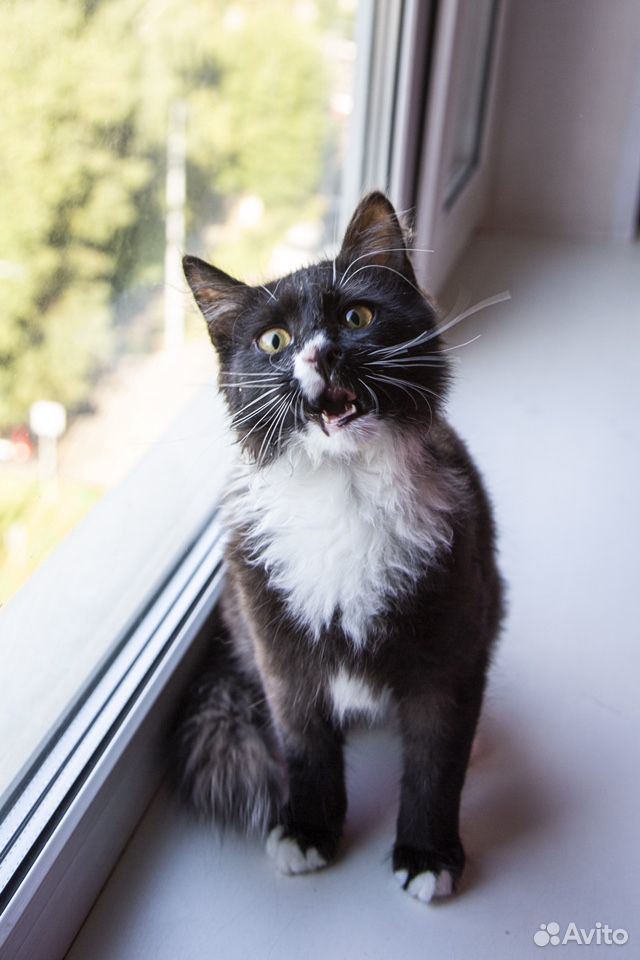 Котенок в дар бесплатно в добрые руки