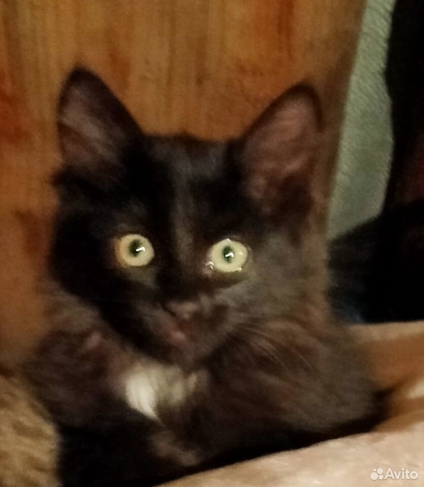 Красивый, умный, милый котёнок