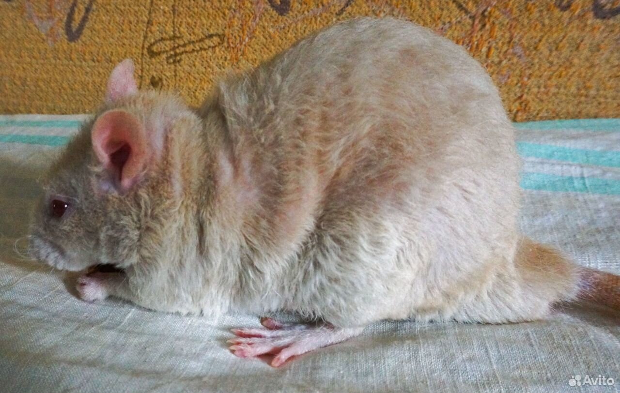 Крысы, крысята