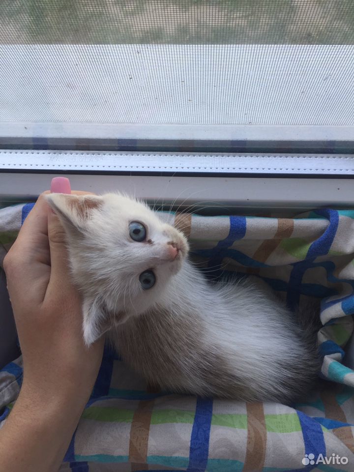 Котенок 1,5месяц