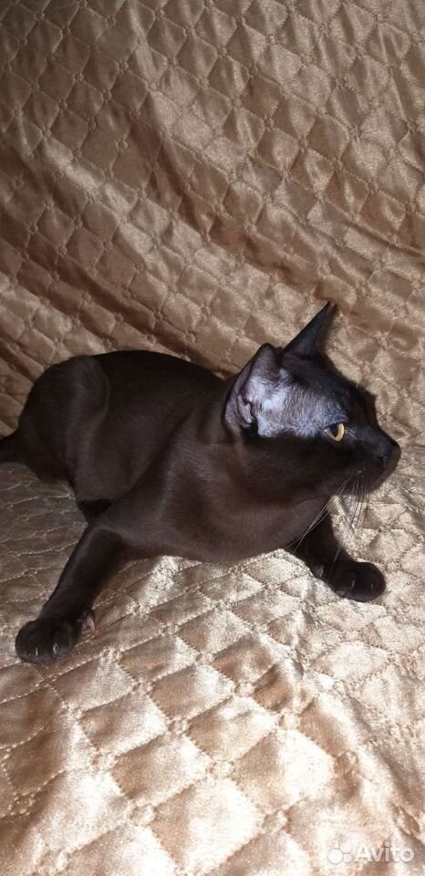 Котик вязка