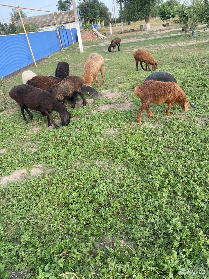 Овцы Гиссары