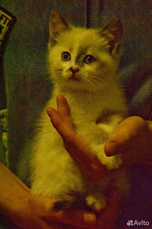 Очаровательные котомодели